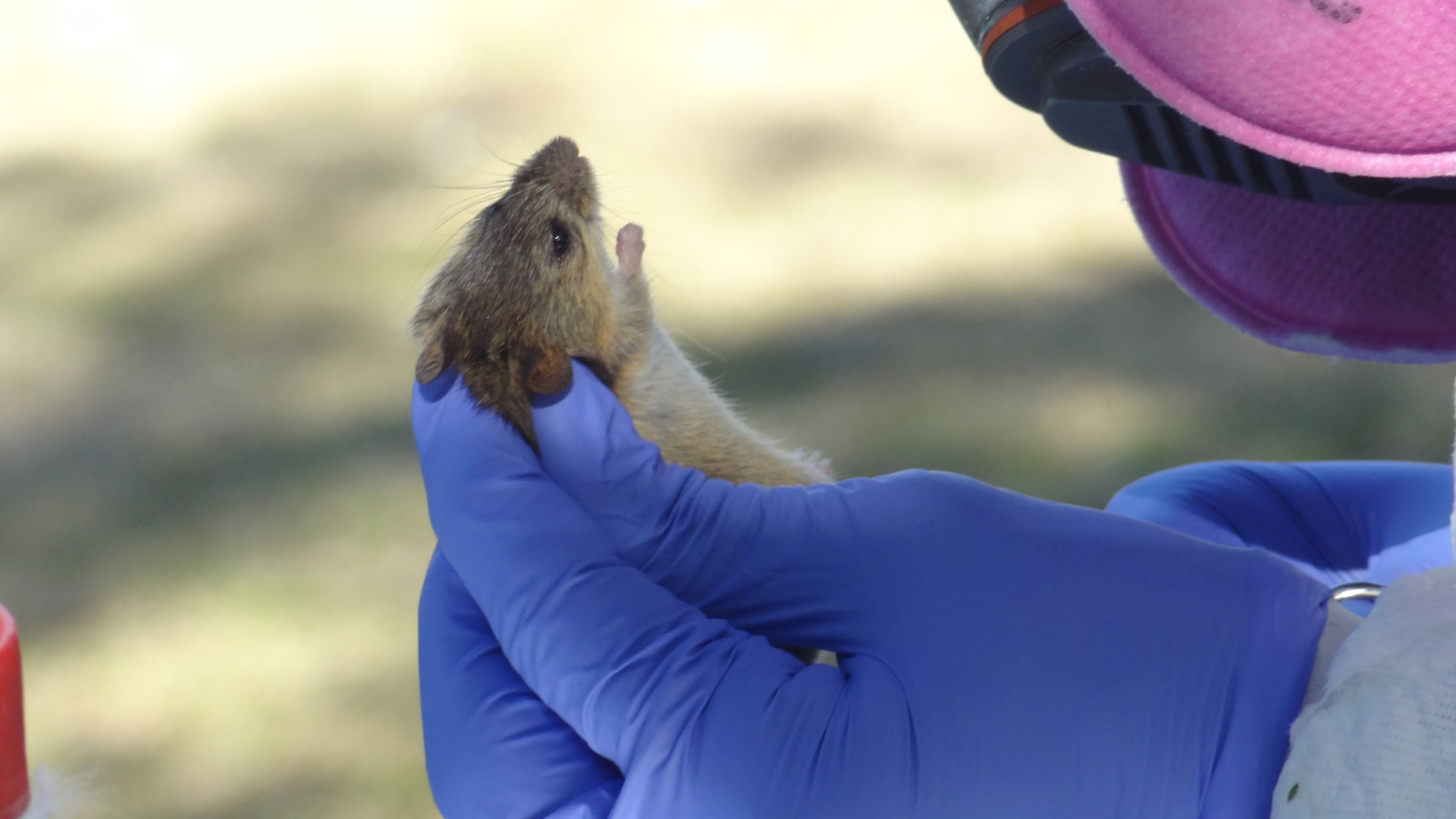 Encuentran dónde y cuándo hay más roedores en la Reserva Ecológica de ...